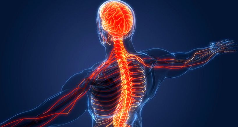 The Nervous System: An Introduction, Central Nervous System: Control ...